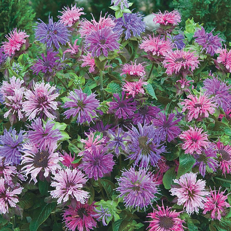 Shop Bee Balm Blue Shades Mixture | Breck's