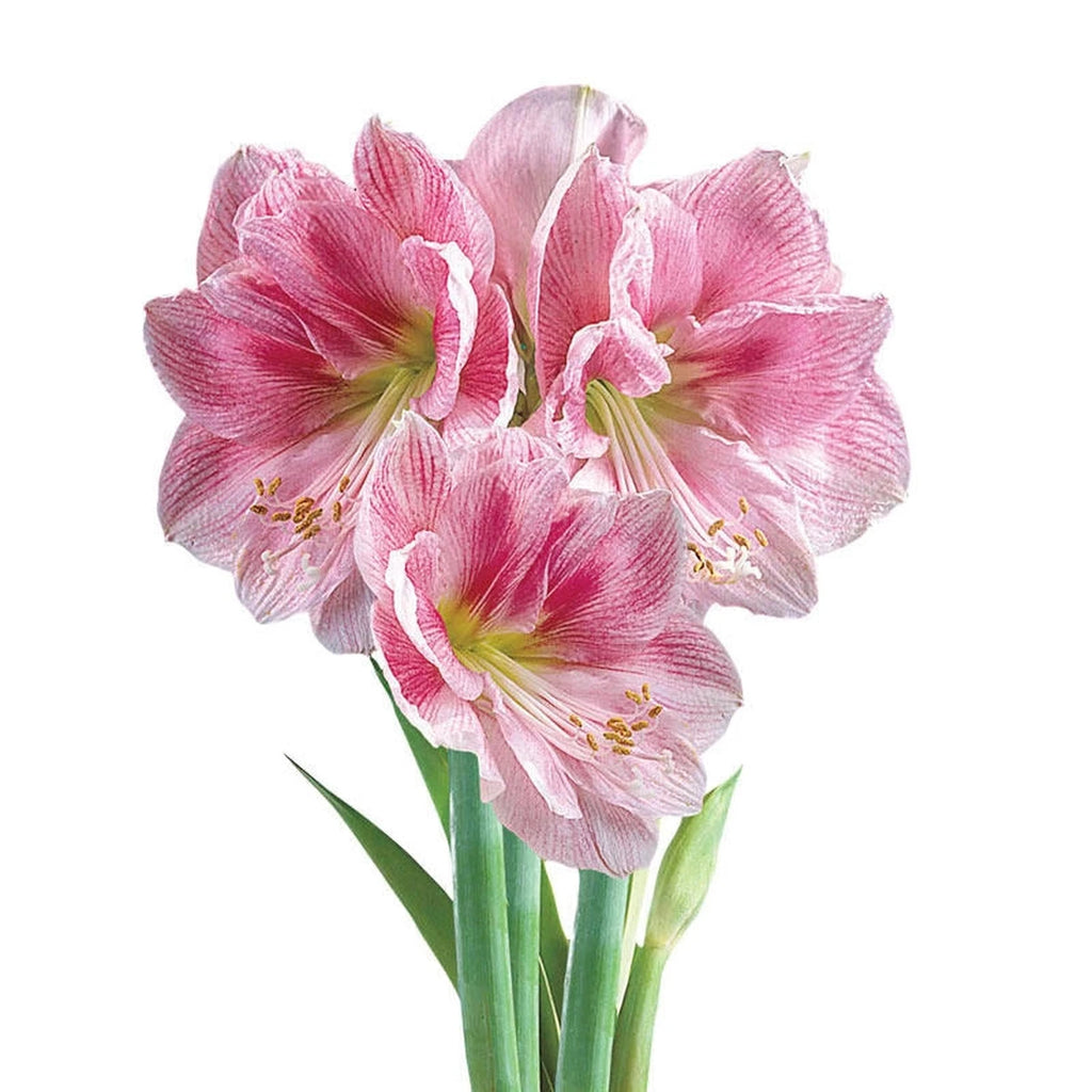 Blushing Bride Amaryllis Bulb | Amaryllis Bulbs | Breck's