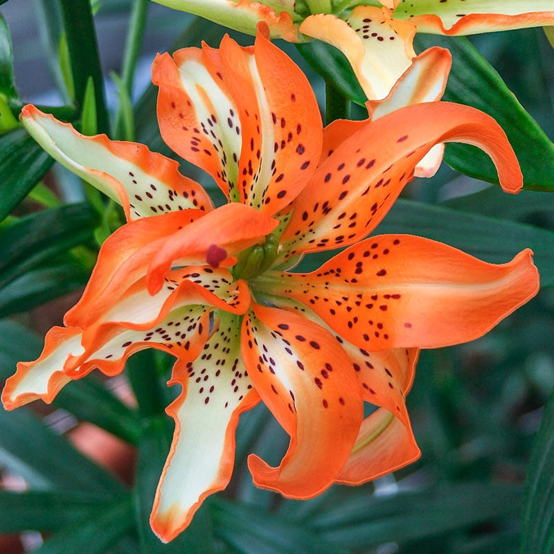 Buy Must See Lily | Breck's – Brecks