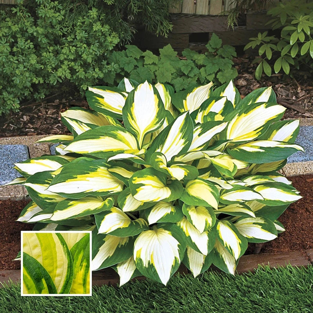 Color Festival Hosta | Shop Hostas | Breck's