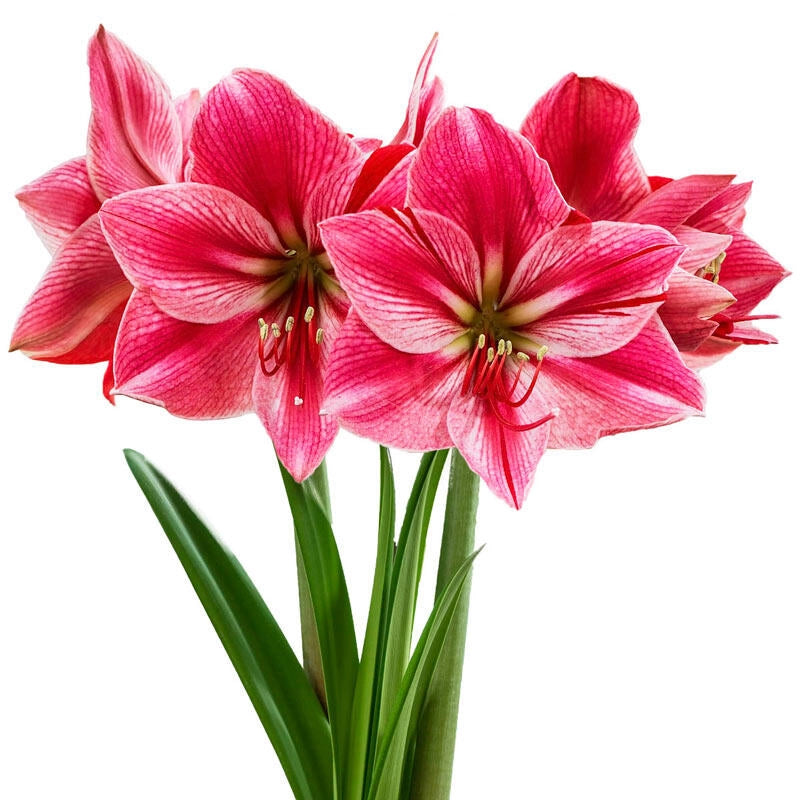 Gervase Amaryllis Bulb | Amaryllis Bulbs | Breck's