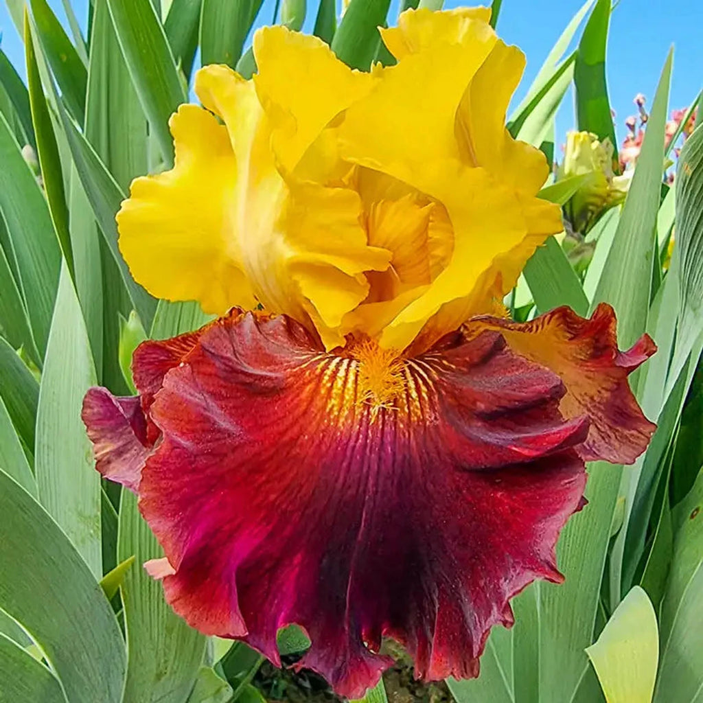 Shop Kathy Chilton Bearded Iris | Sun Perennials | Breck's