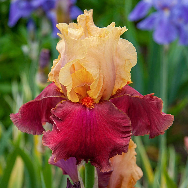 Frimousse Bearded Iris – Breck's