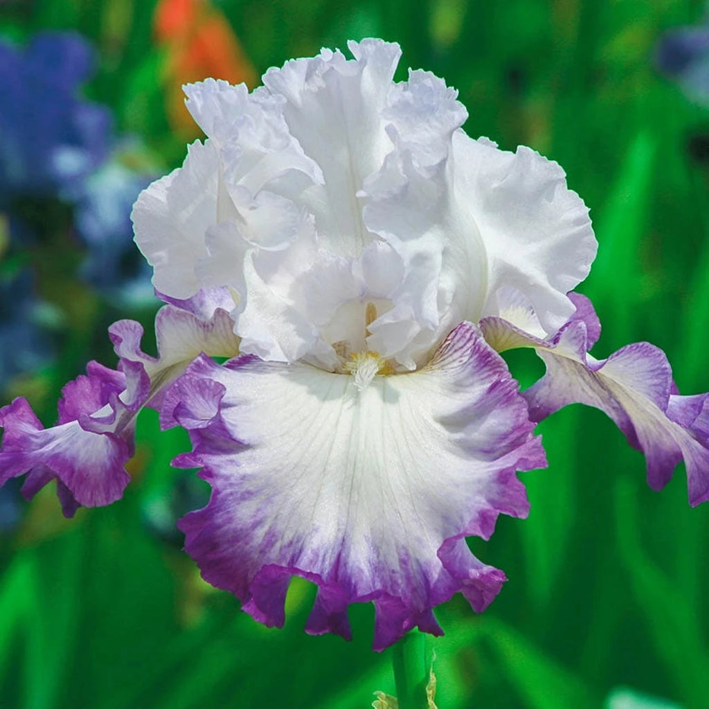 Shop Center Ice Bearded Iris | Sun Perennials | Breck's
