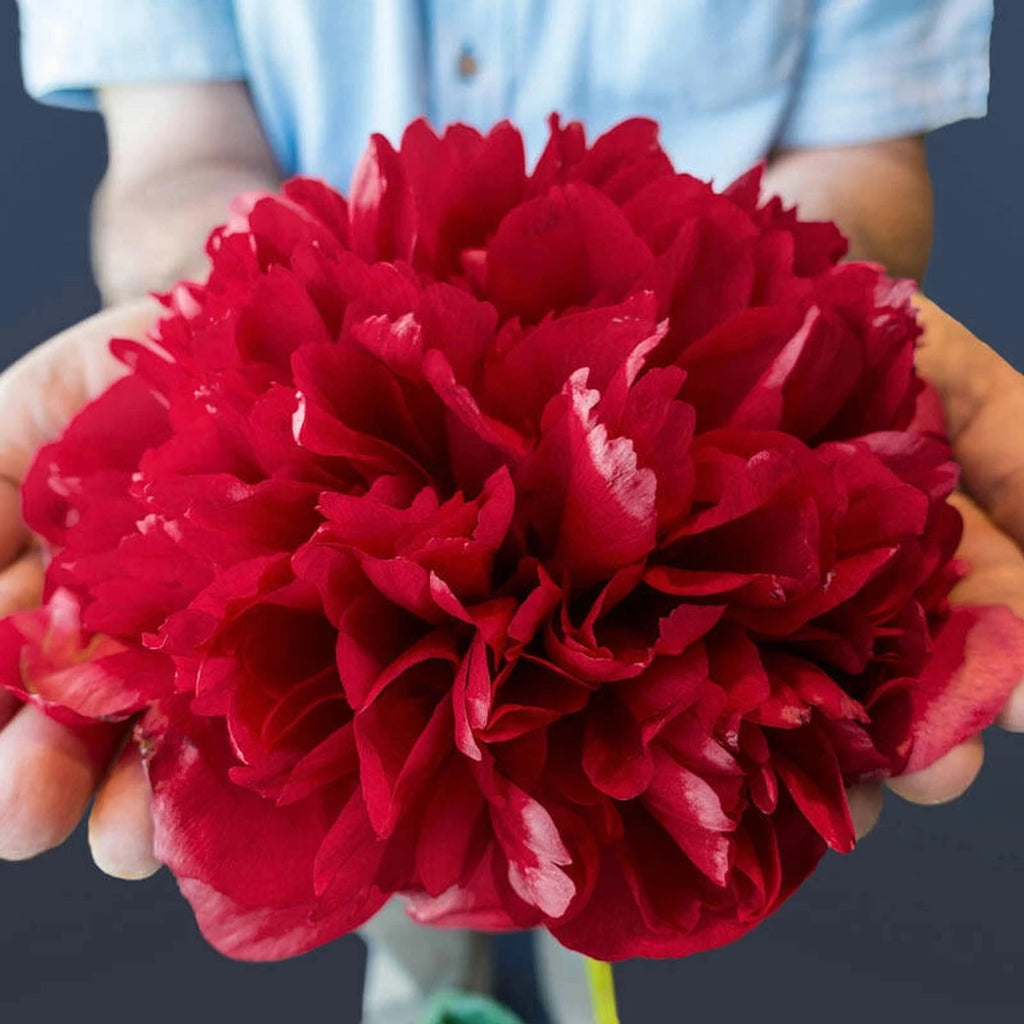 Buy Command Performance Peony | Breck's