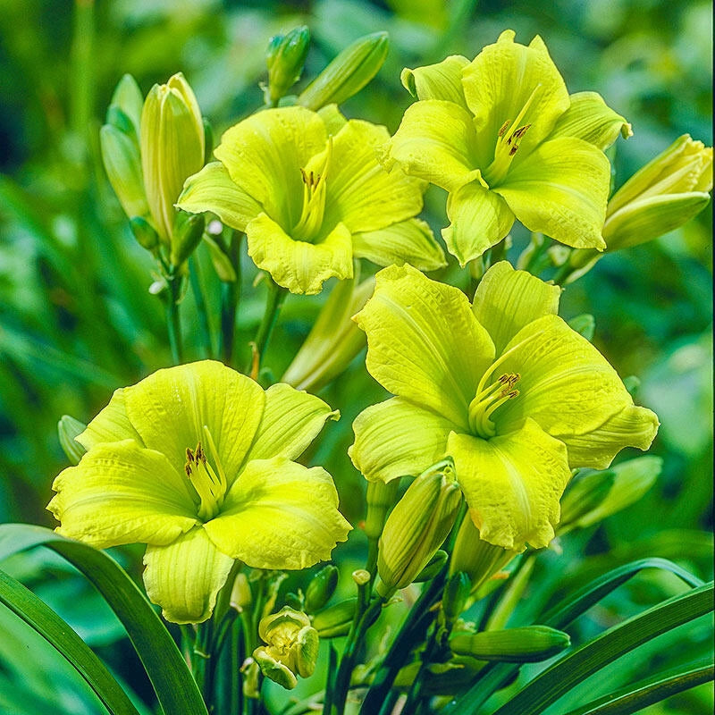 Green Flutter Reblooming Daylily | Shop Online | Breck's