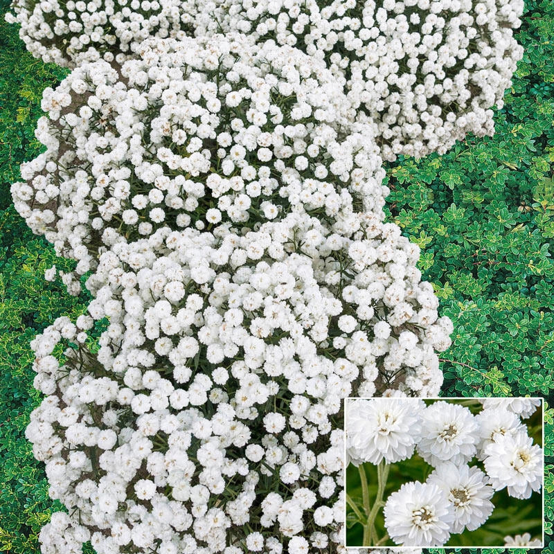 Buy Diadem Double Yarrow | Breck's