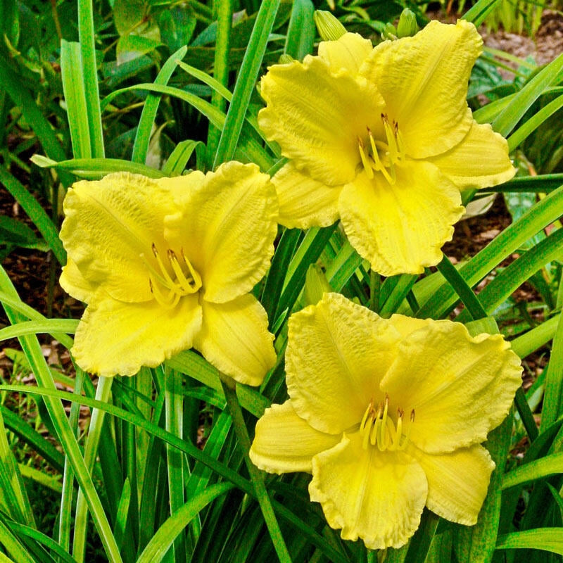 Buy Big Time Happy Reblooming Daylily | Spring Bulbs | Breck's