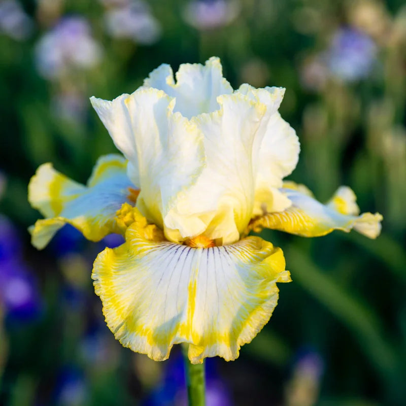 Buy Double Ringer Bearded Irises | Iris Rhizomes | Breck's