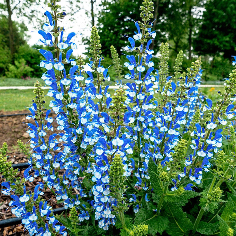 Shop Azure Snow Salvia | Sun Perennials for Sale | Breck's