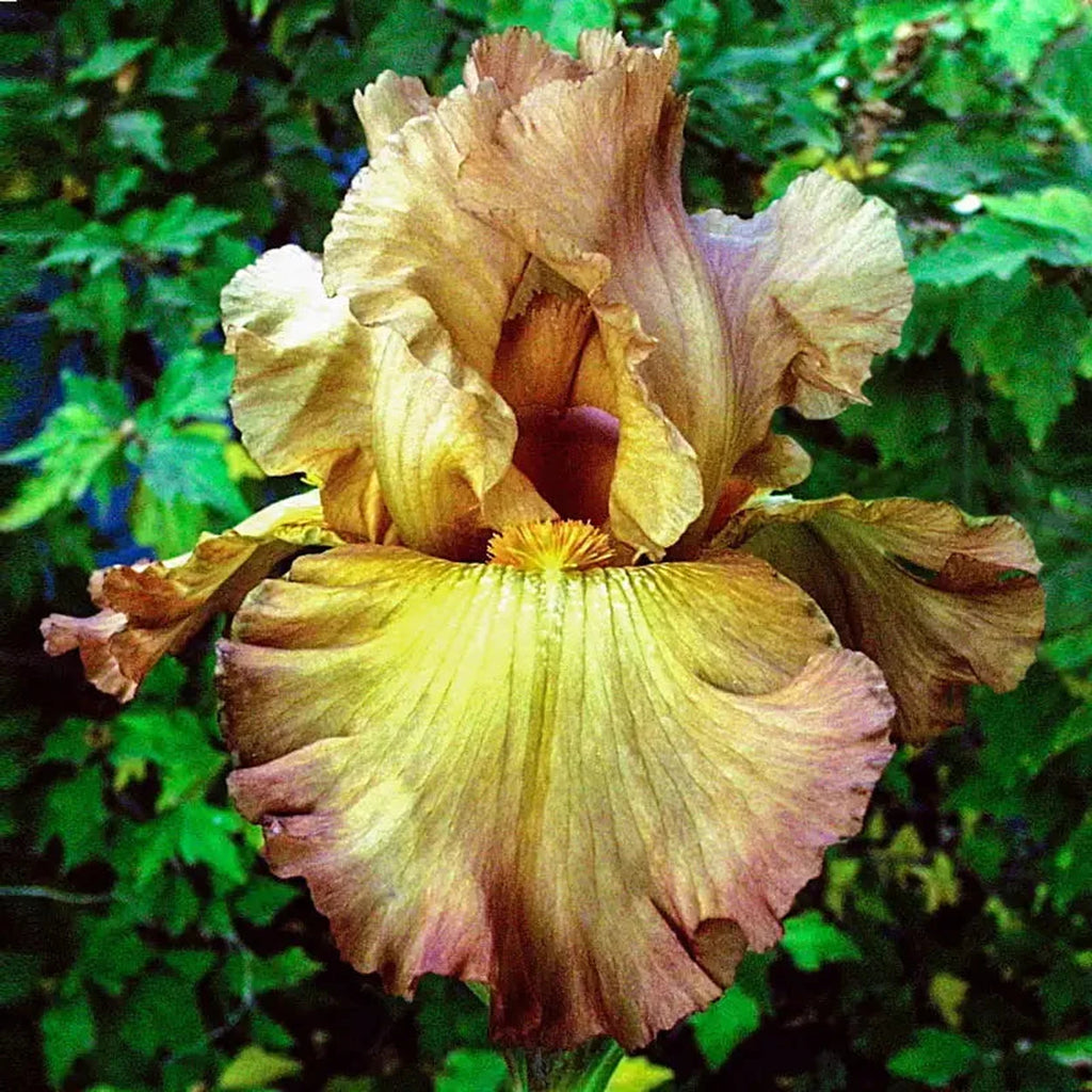 Lord of Rings Reblooming Bearded Iris | Buy Online | Breck's