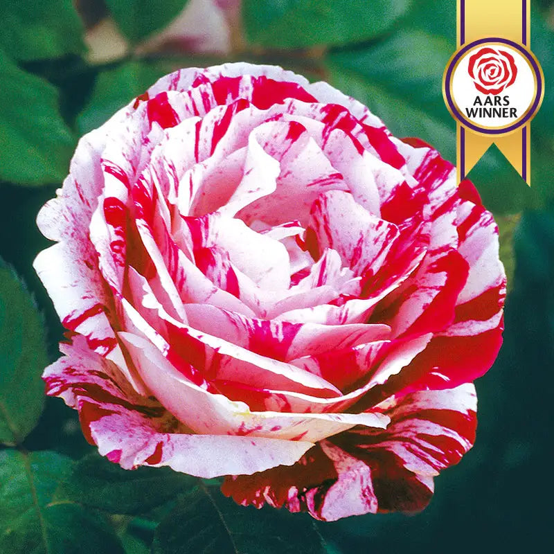 Scentimental Floribunda Rose | Shop Roses | Breck's