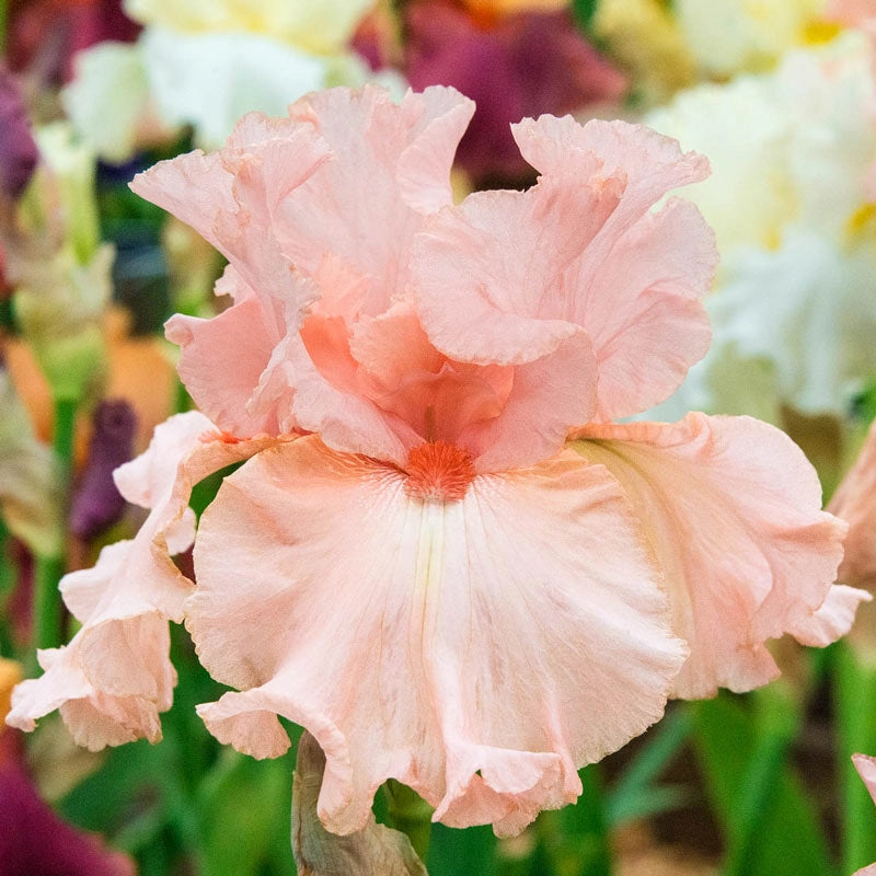 Shop Magical Bearded Iris Online | Sun Perennials | Breck's