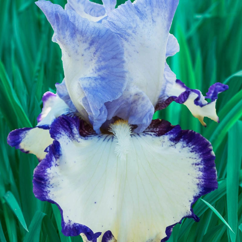 Rings True Bearded Iris | Shop Iris Bulbs Online | Breck's