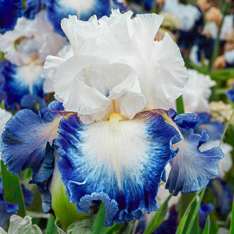 Buy Alsea Falls Bearded Iris | Sun Perennials Sale | Breck's – Brecks