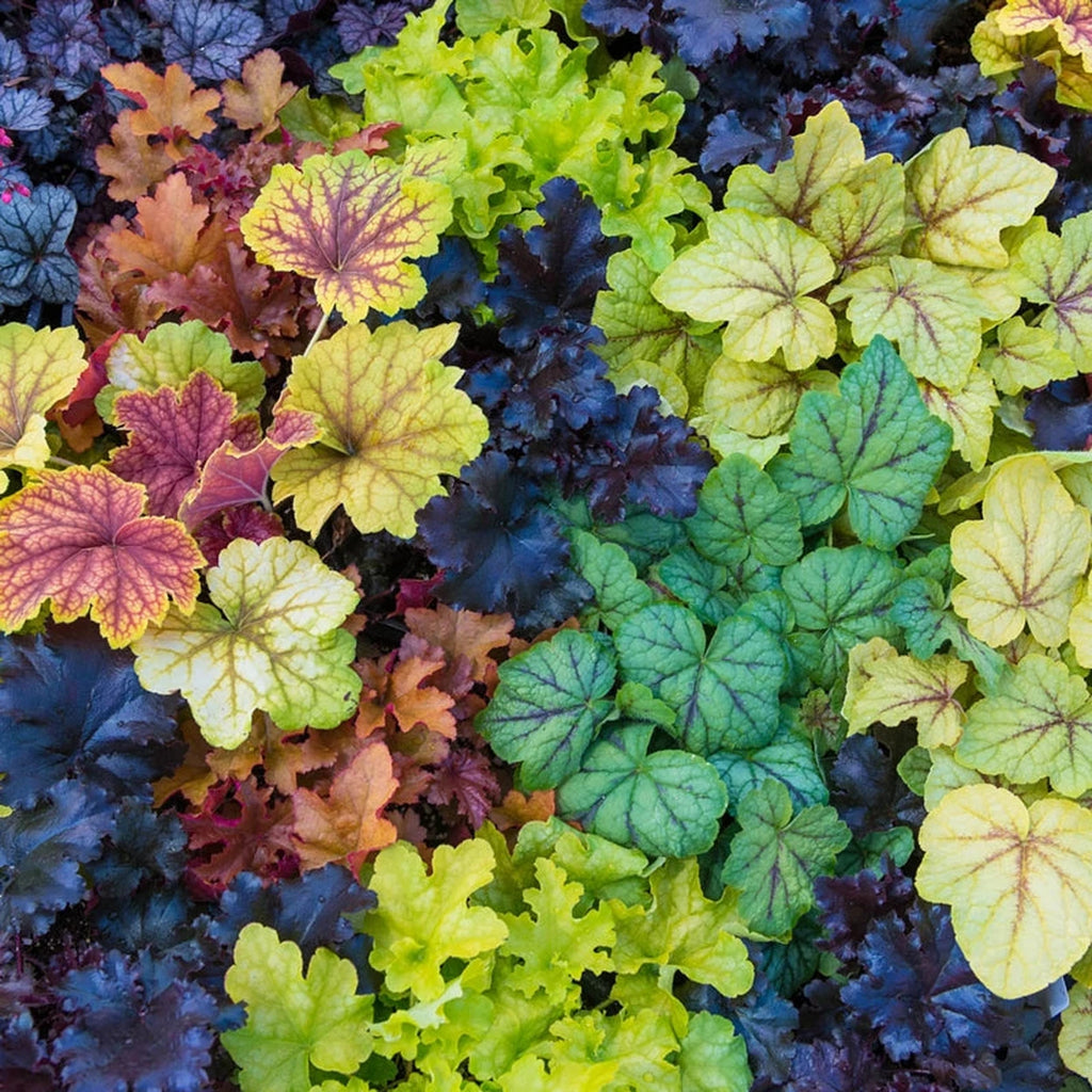 Heuchera Mixture - Mixed Coral Bells | Breck's