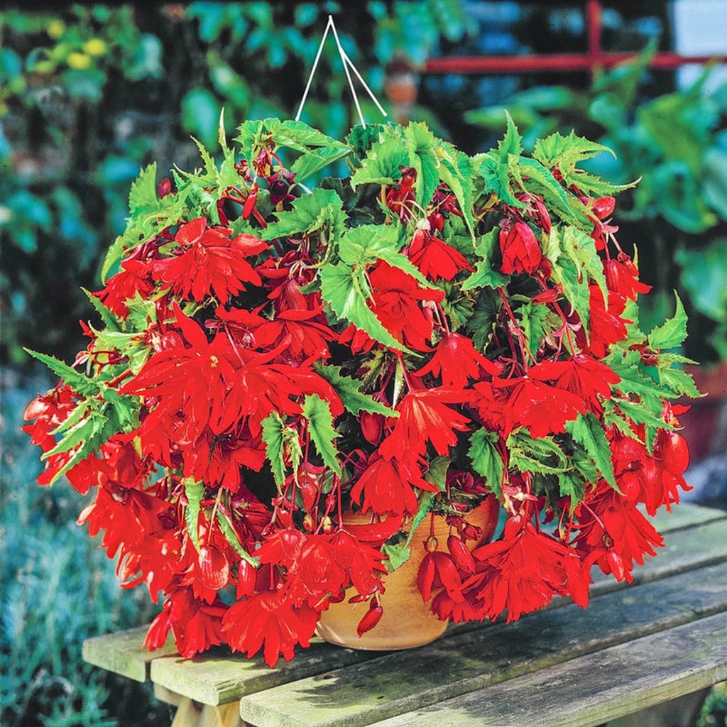 Shop Cascade Begonia Scarlet | Breck's