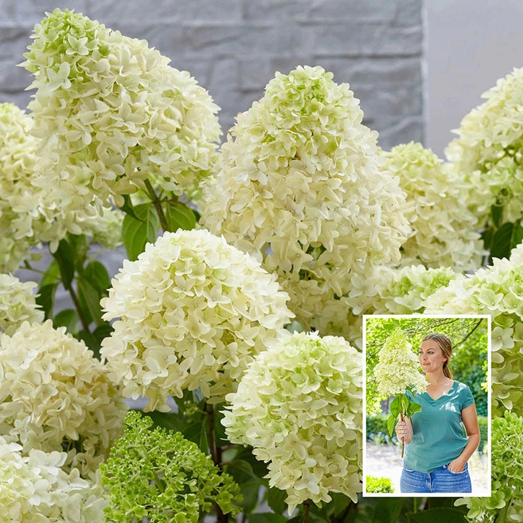 Shop Skyfall Hydrangea Online | Hedges and Shrubs | Breck's