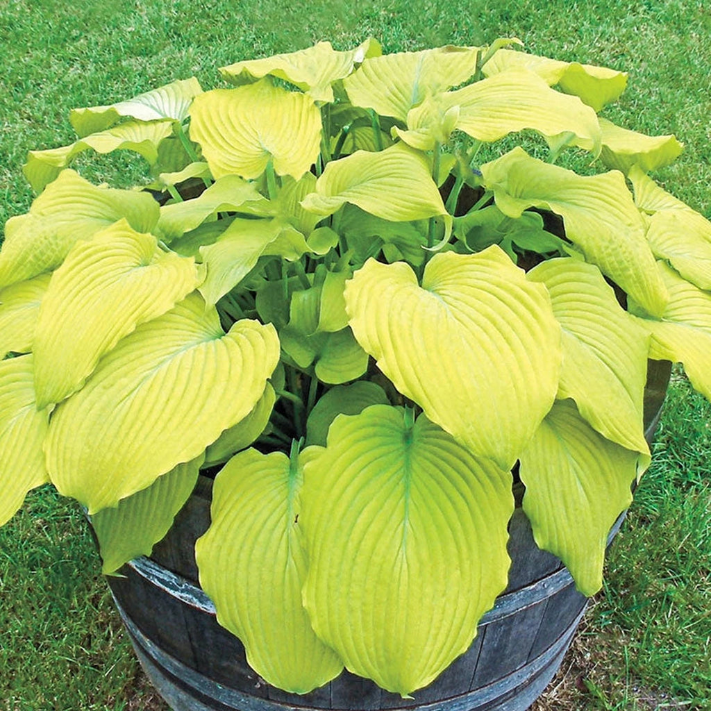 Buy Hostas Online | Banana Kid Hosta | Breck's