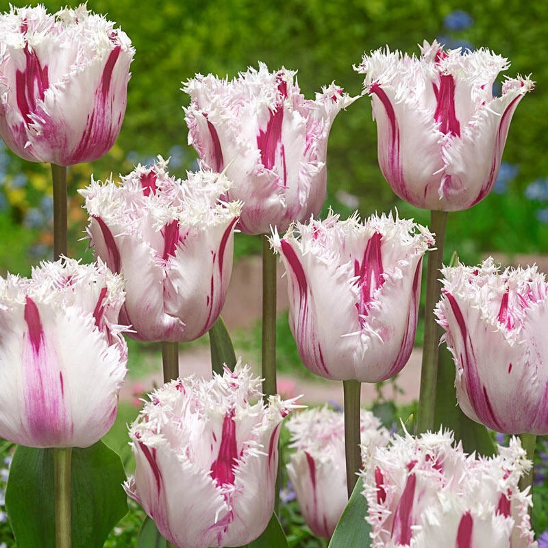 Coldplay Tulips - Shop Premium Coldplay Tulips | Breck's