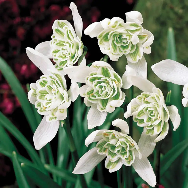 Double Snowdrops | Breck's