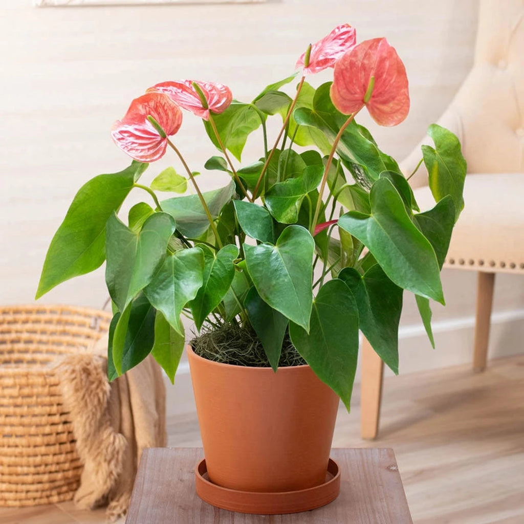 Dutch Pink Anthurium - Long-Blooming | Houseplants | Breck's