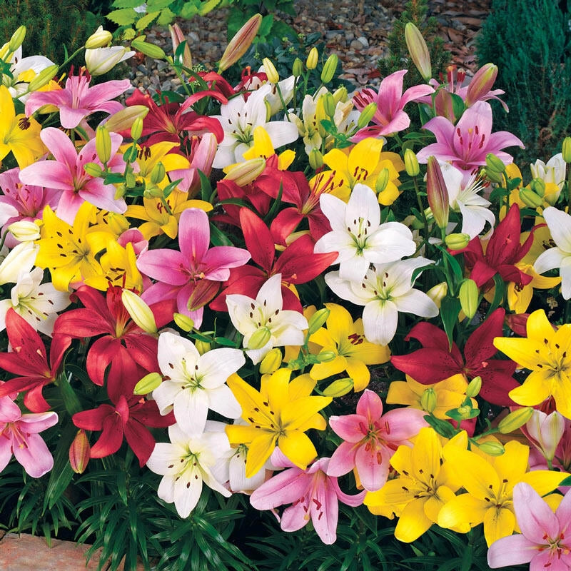 Carpet Border Lily Mixture | Breck's