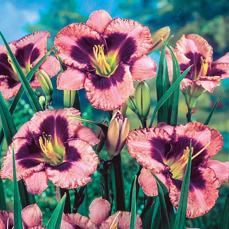 Daring Deception Reblooming Daylily | Breck's