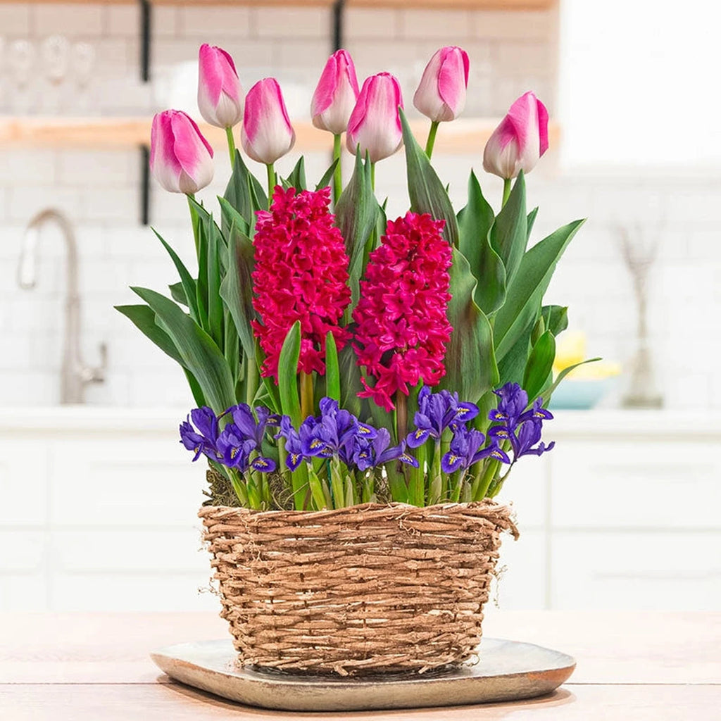 Pink Impressions Fragrant Bulb Garden | Breck's Gifts
