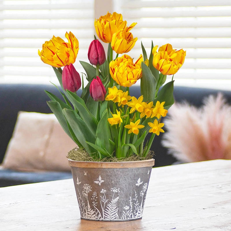 Spring Sizzle Bulb Garden – Brecks