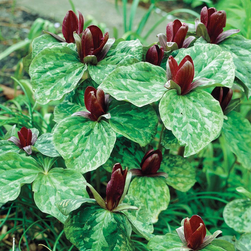 Shop Toad Trilliums Online | Shade Perennials | Breck's