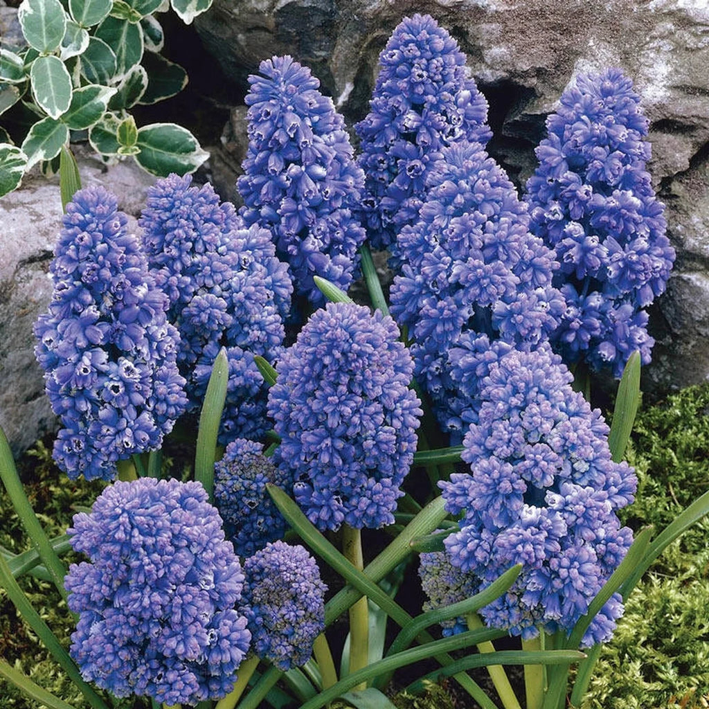 Blue Spike Grape Hyacinth | Buy Spring Bulbs Online | Breck's – Brecks