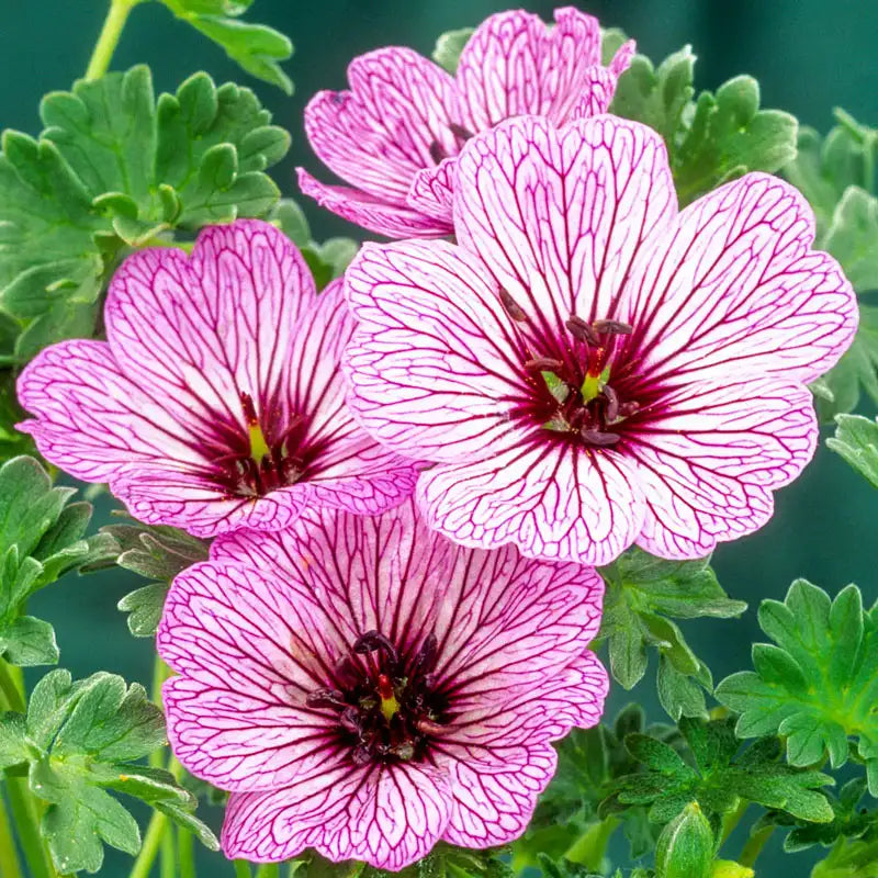 Ballerina Geranium | For Spring Planting | Shop at Breck's