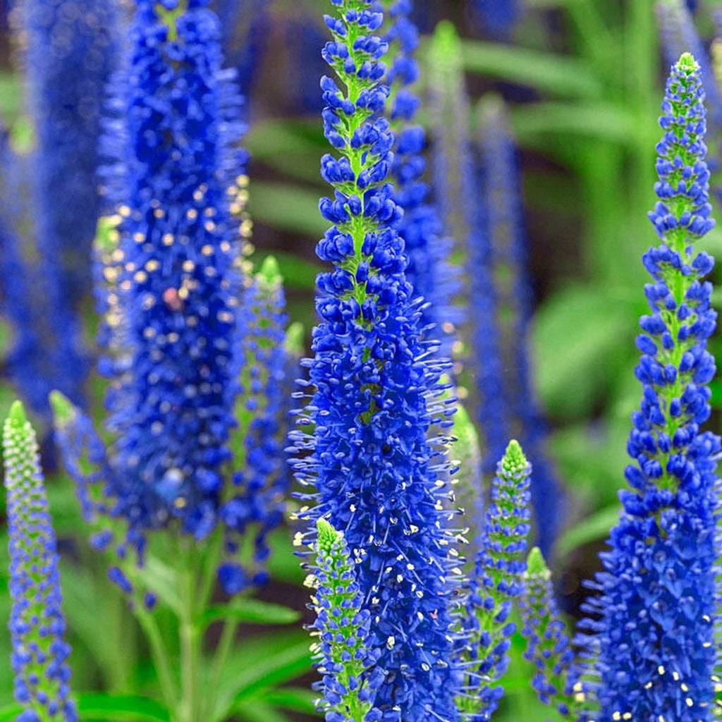 Blue Speedwell Veronica | Breck's