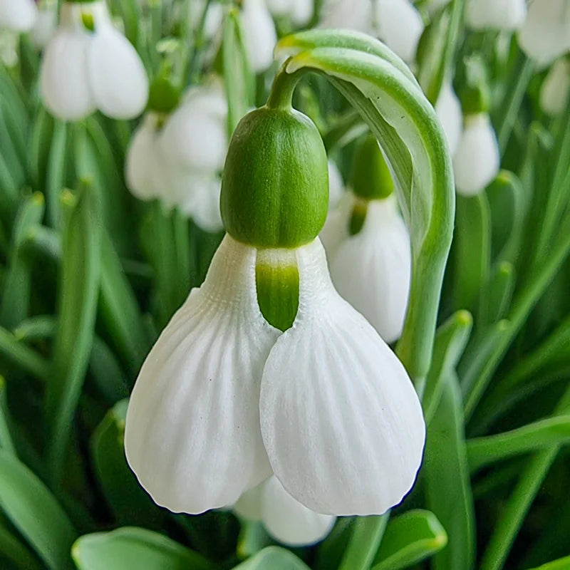 Beluga Giant Snowdrops for Sale | Breck's