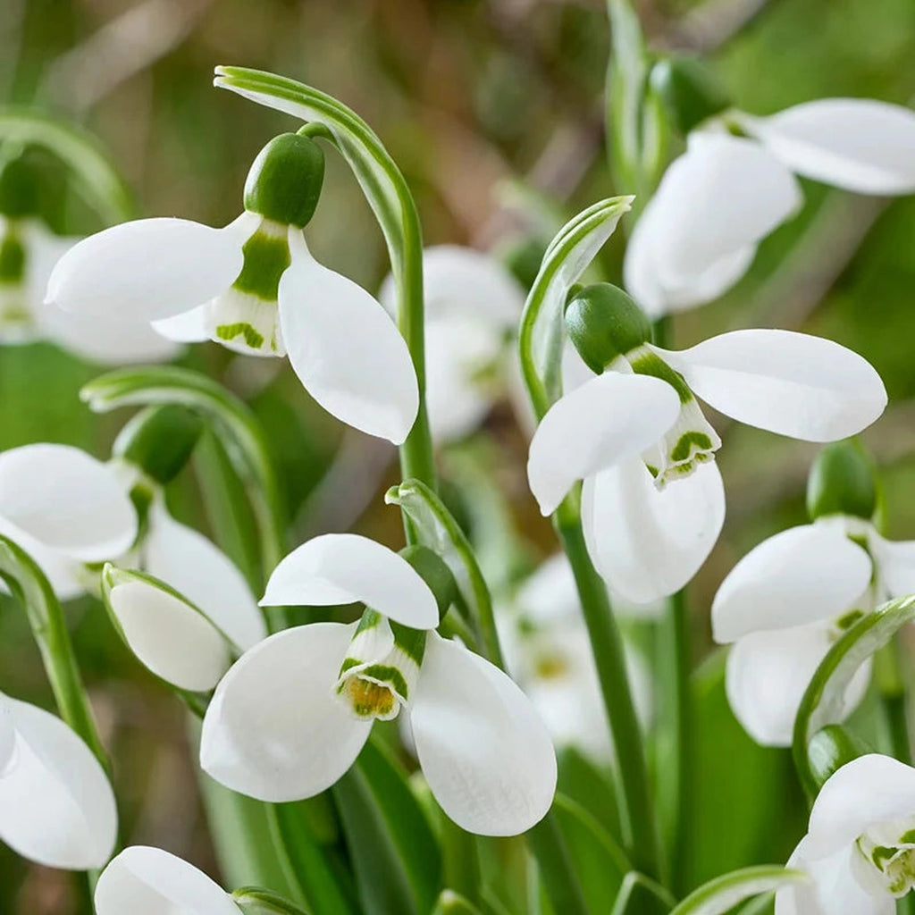 Shop for Polar Bear Giant Snowdrops | Breck's