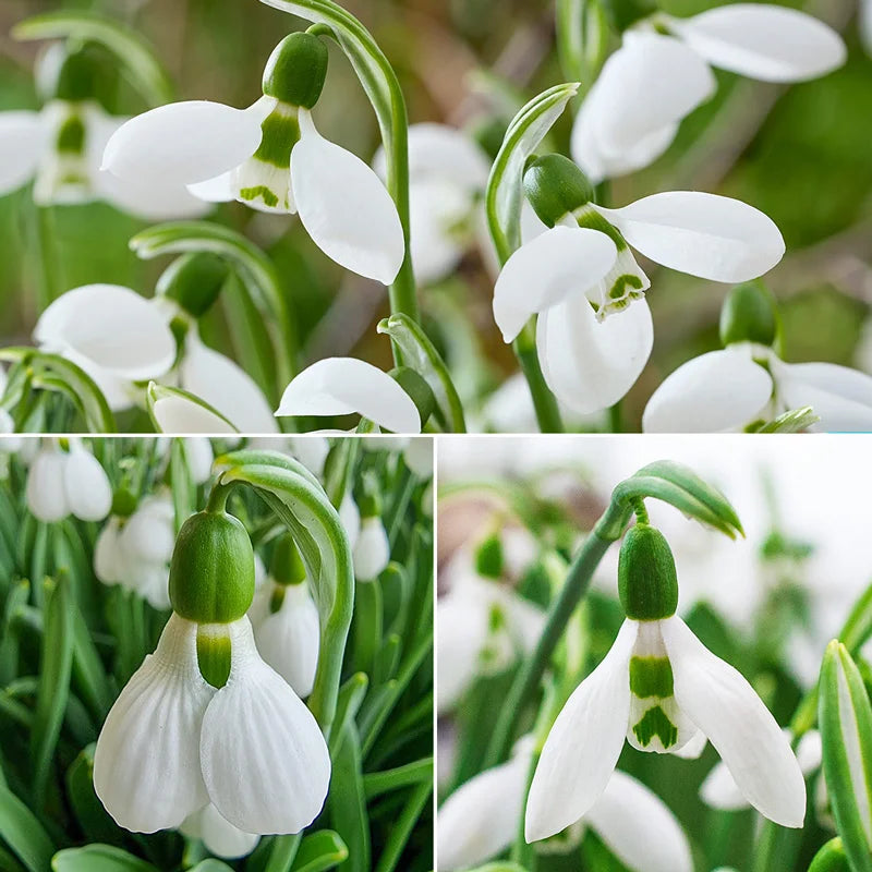 3 Months of Giant Snowdrops Collection – Breck's