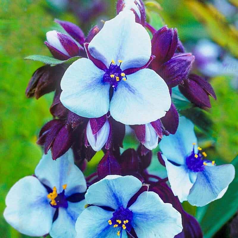 Merlot Clusters Widow's Tears | Shade Perennials | Breck's