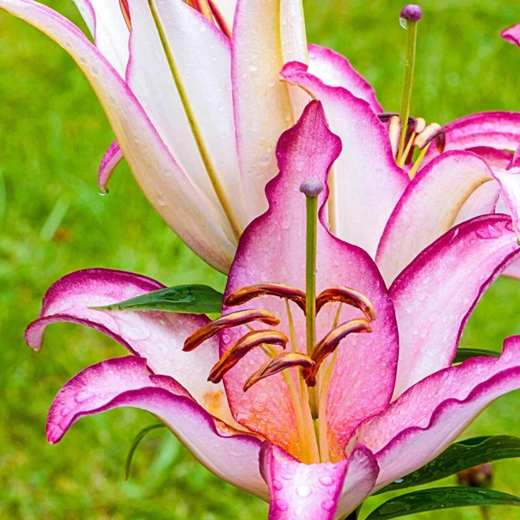 Buy The Edge Lily Bulbs Online | Oriental Lilies | Breck's