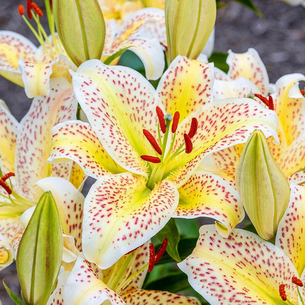 Buy Tigermoon Lily Bulbs Online | Oriental Lilies | Breck's