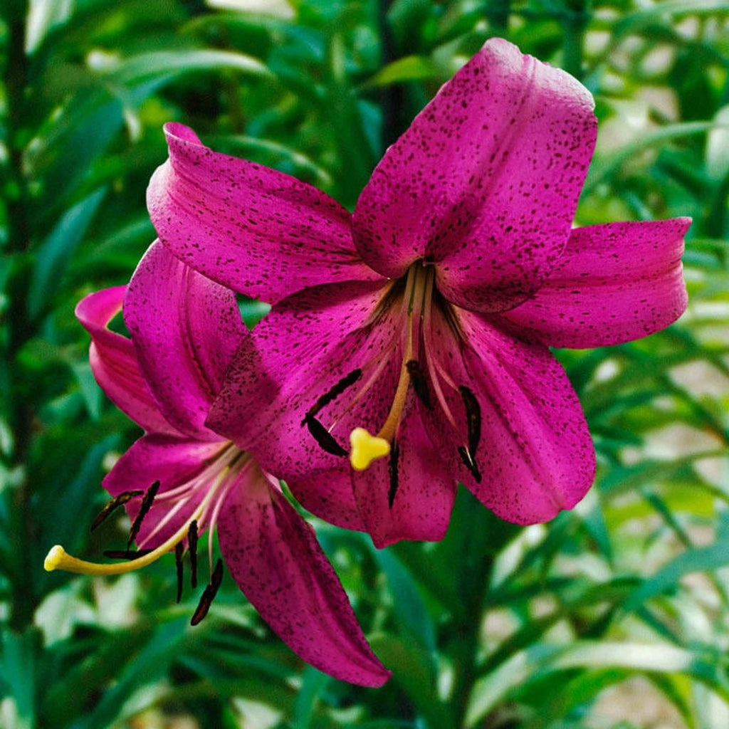 Shop Purple Marble Lily Online | Lily Bulbs | Breck's