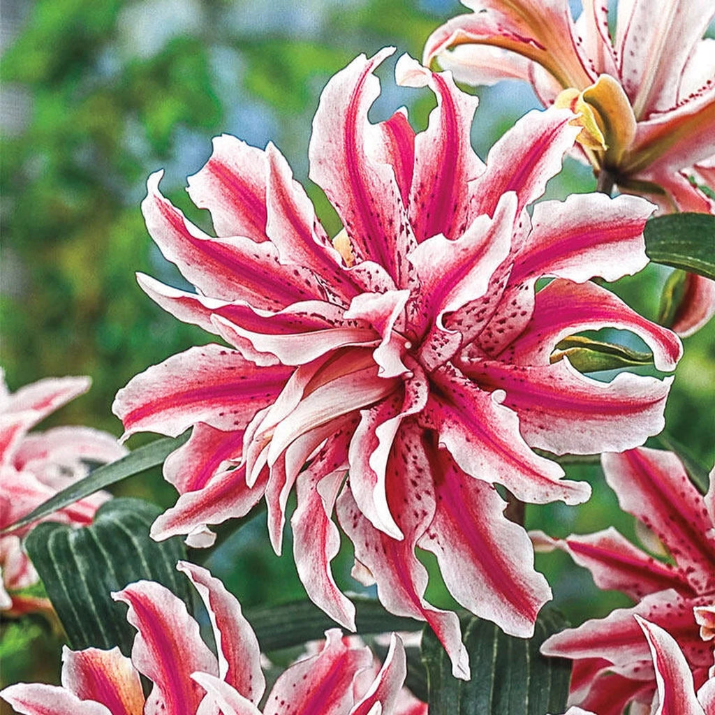 Magic Star Double Lily - Oriental Double Lily | Breck's