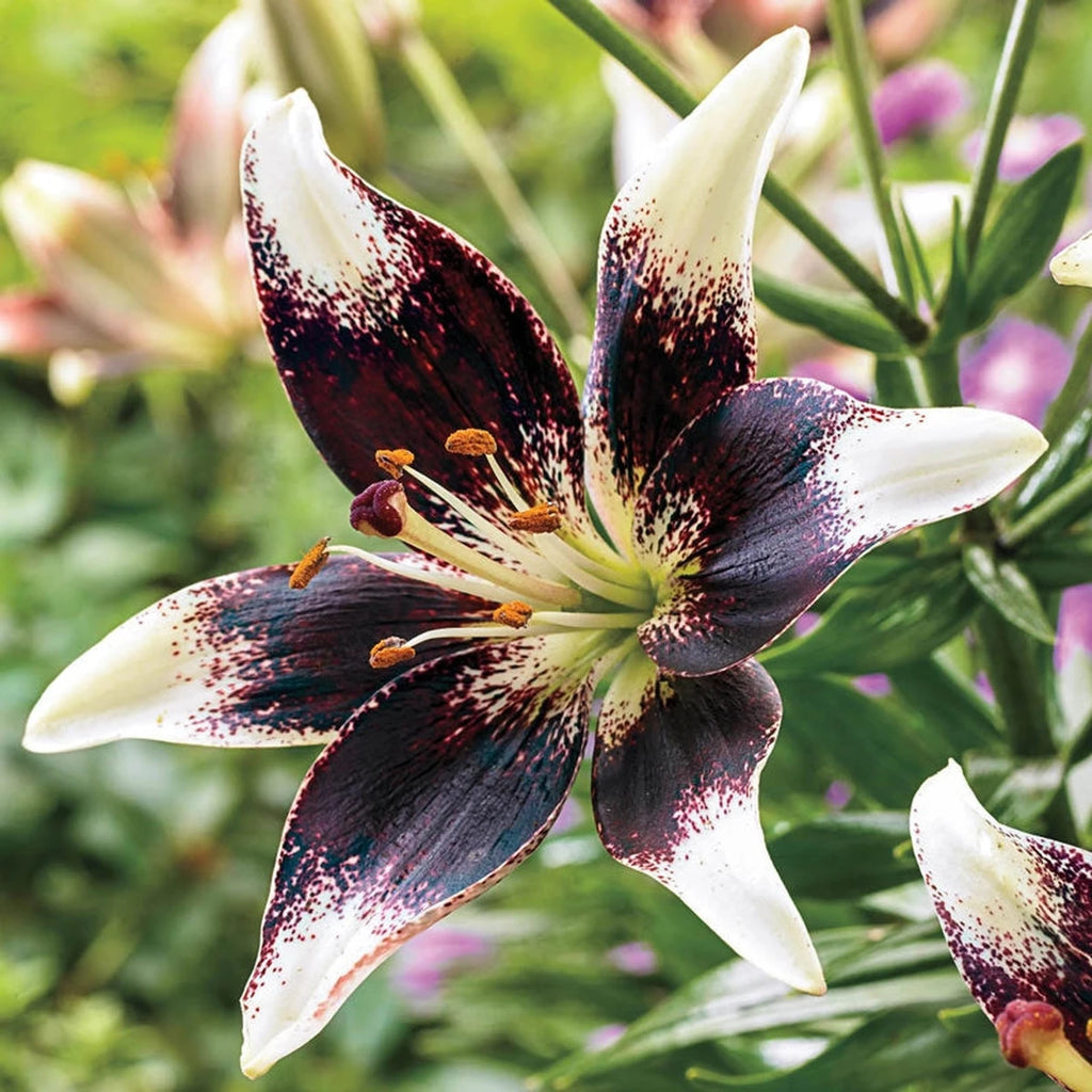 Nettys Pride Lily | Breck's