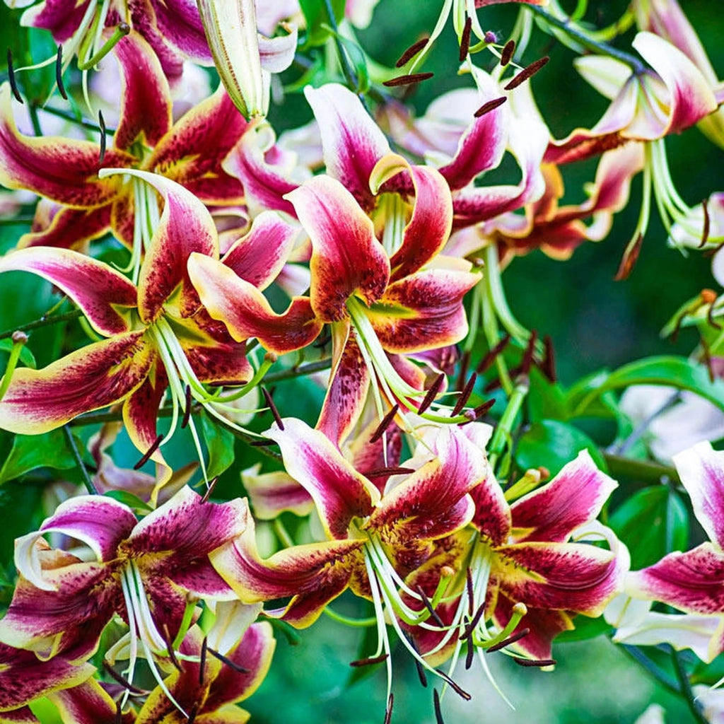 Buy Scheherazade Turban Lily Tree | Lily Trees | Breck's