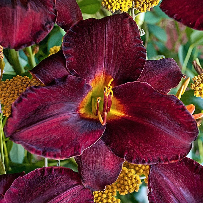 Shop Raspberry Suede Daylily | Sun Perennials | Breck's