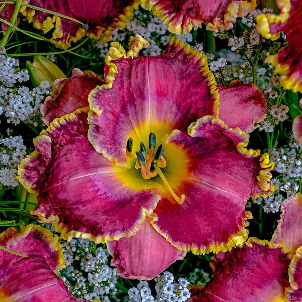 Raspberry Eclipse Reblooming Daylily | Shop Online | Breck's