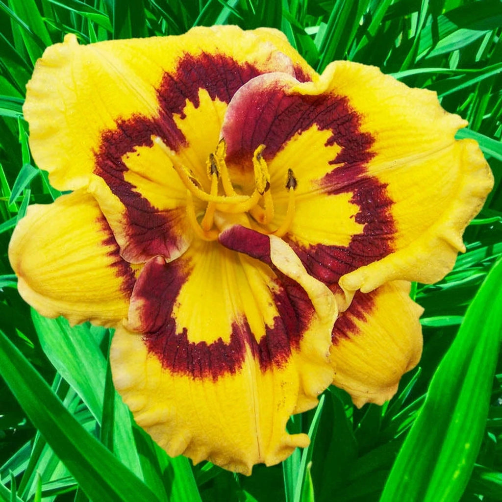 Buy Deep Impact Reblooming Daylily | Daylily Bulbs | Breck's