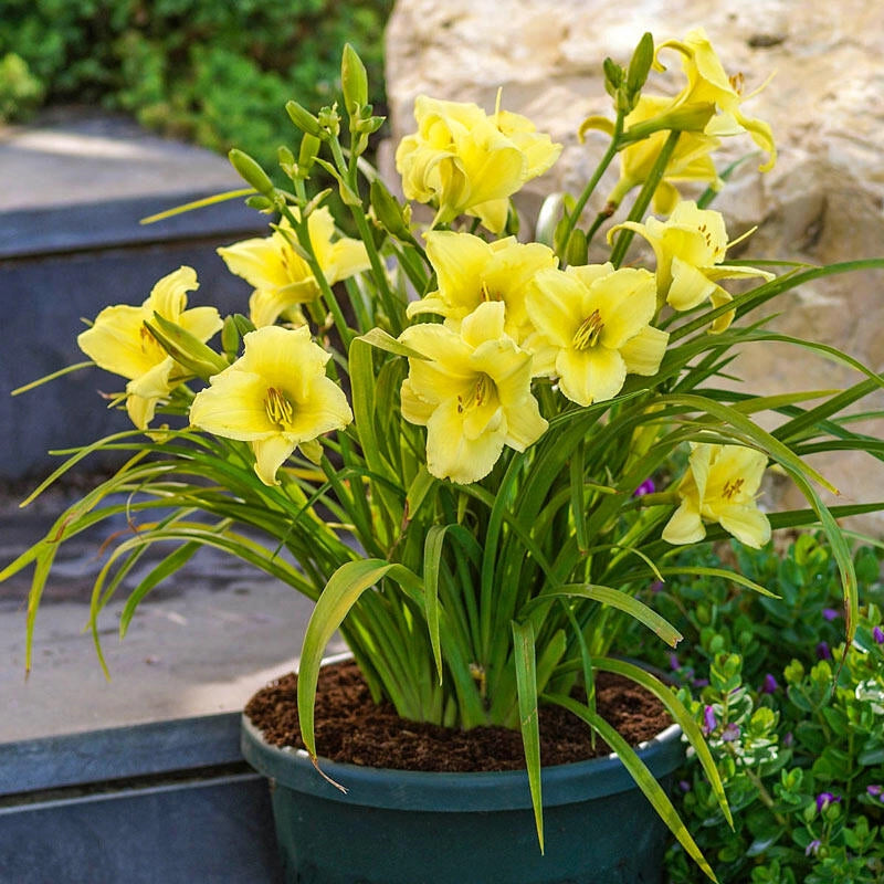 Buy Fragrant Returns Reblooming Daylily | Daylilies | Breck's