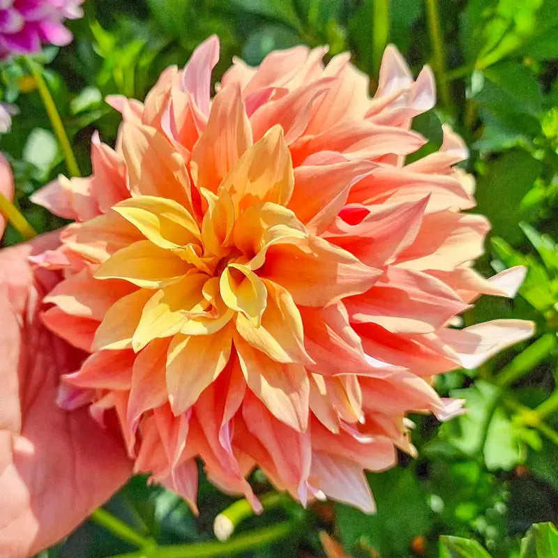 Shop Tyrell Dahlias Online | Decorative Dahlias | Breck's