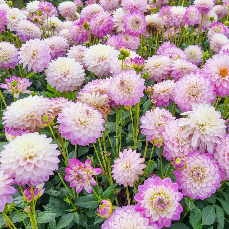 Melody Dixie Dahlia – Brecks